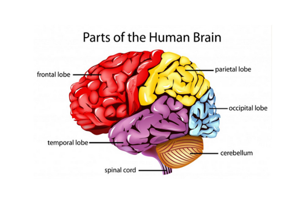 Methylene blue : A brain function enhancer - Soma Wellness